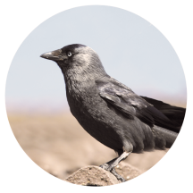 BirdBlocker I Zonnepanelen-voordelig